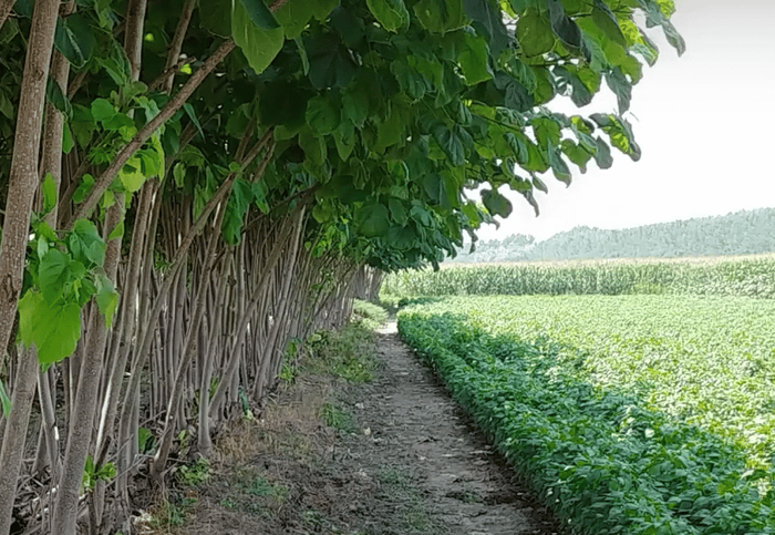Agroforestry Practices – Alley Cropping - FO-Video-Library