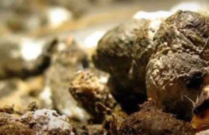 7 types of chicken poops and their meanings - FO-Video-Library