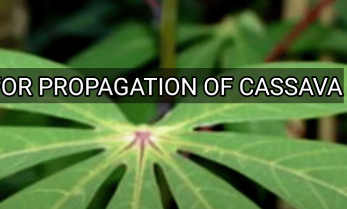 Organic Cassava Farming, Cultivation Practices - FO-Video-Library