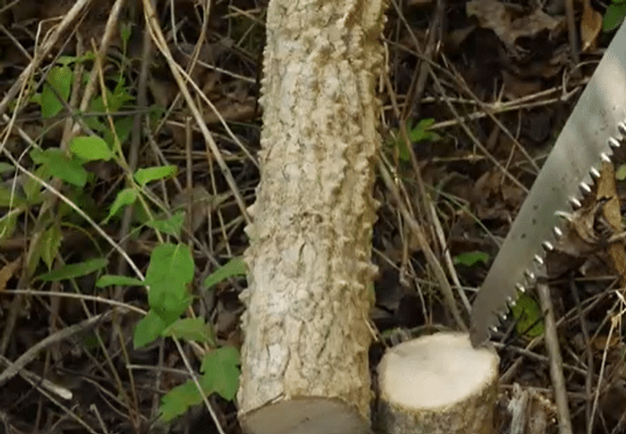 When and how to do a basal bark herbicide treatment - FO-Video-Library
