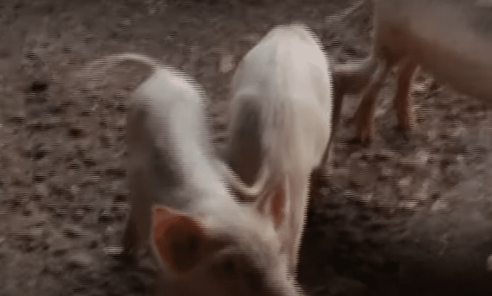 How to start pig production - FO-Video-Library
