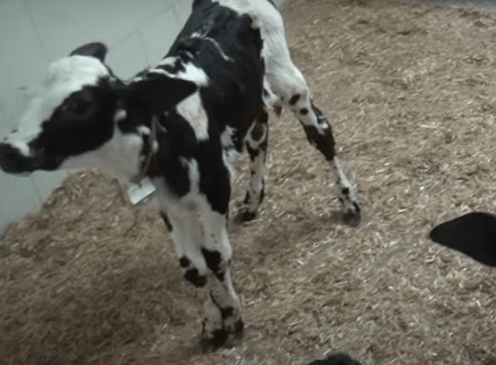 Deworming in Dairy Cattle - FO-Video-Library