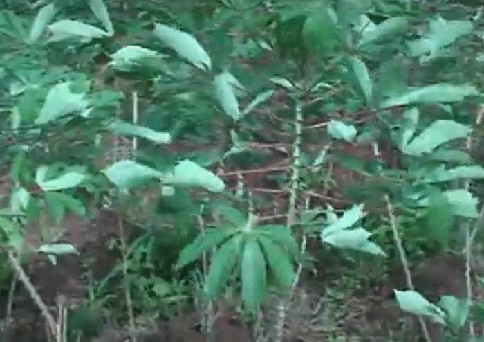 Gari processing - FO-Video-Library