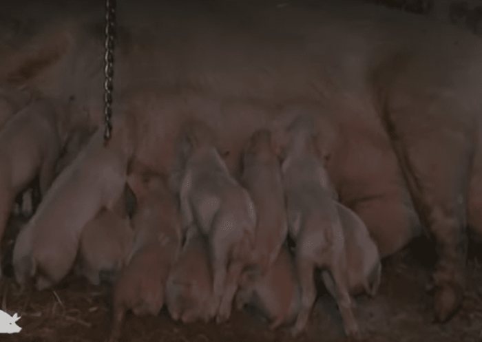 A Full Pig Farming Guide for Beginners – Smart Pigs Part 1 - FO-Video-Library