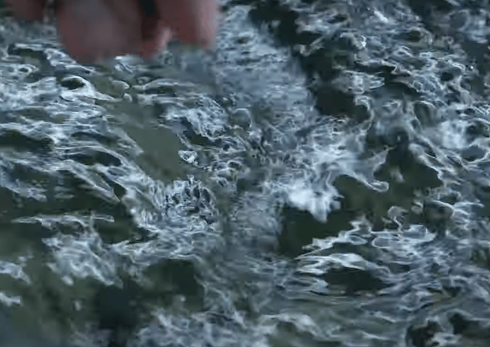 4 pillars of excellence in fish nutrition - FO-Video-Library