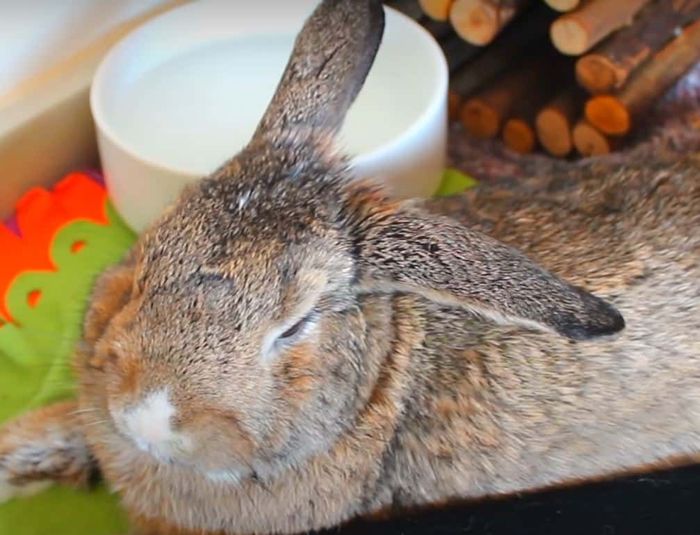 10 Signs that your rabbit is sick - FO-Video-Library