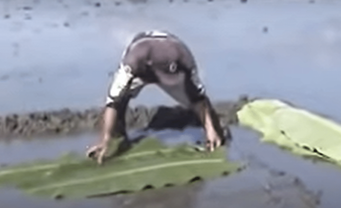 Establishing a modified mat nursery for rice - FO-Video-Library