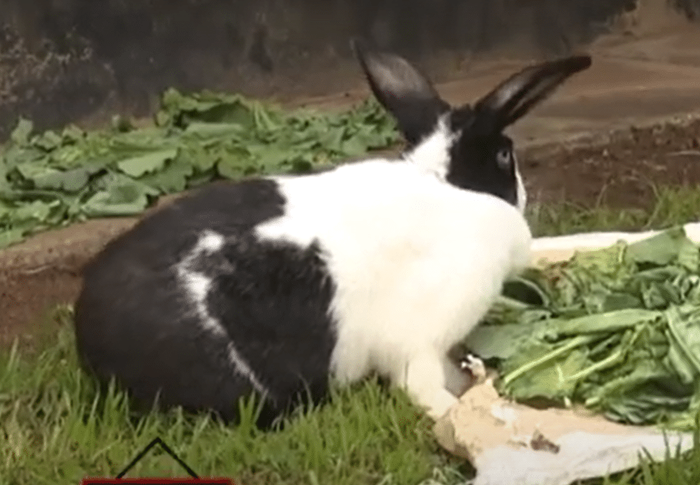 Rabbit Farming in Kenya - FO-Video-Library