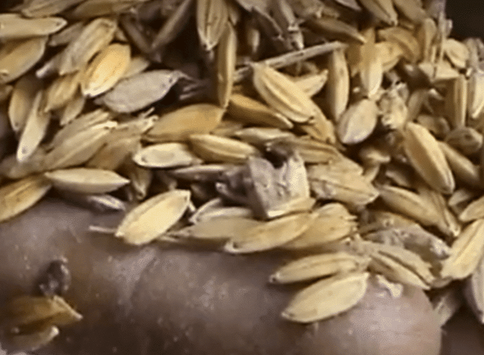 Rice seed preservation - FO-Video-Library