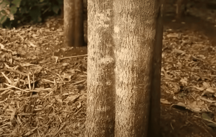 Teak wood Farming (Sagwan Farming) | Planting, Care, Harvesting | Teak ...