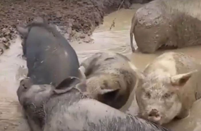 The compete feeding guide from wean to finish - FO-Video-Library