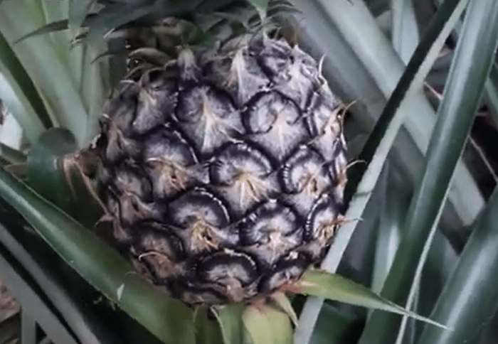 How to Grow a Pineapple – Pineapple Plant Business Ideas with Small ...