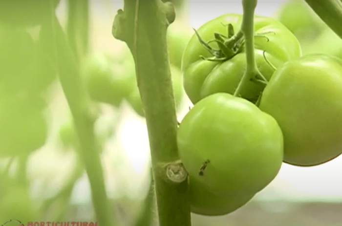 Commercial tomato farming through greenhouse technology -Part 1 - FO ...