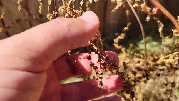 How To Collect And Save Beet Seeds - FO-Video-Library