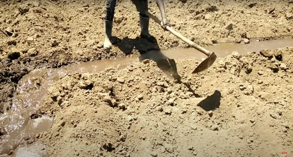 How to Plant tomatoes under farrow irrigation and things to consider ...