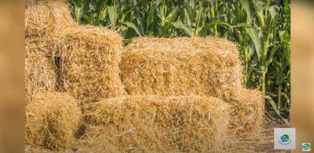 Understanding Dairy Cow Management Feeding Fo Video Library