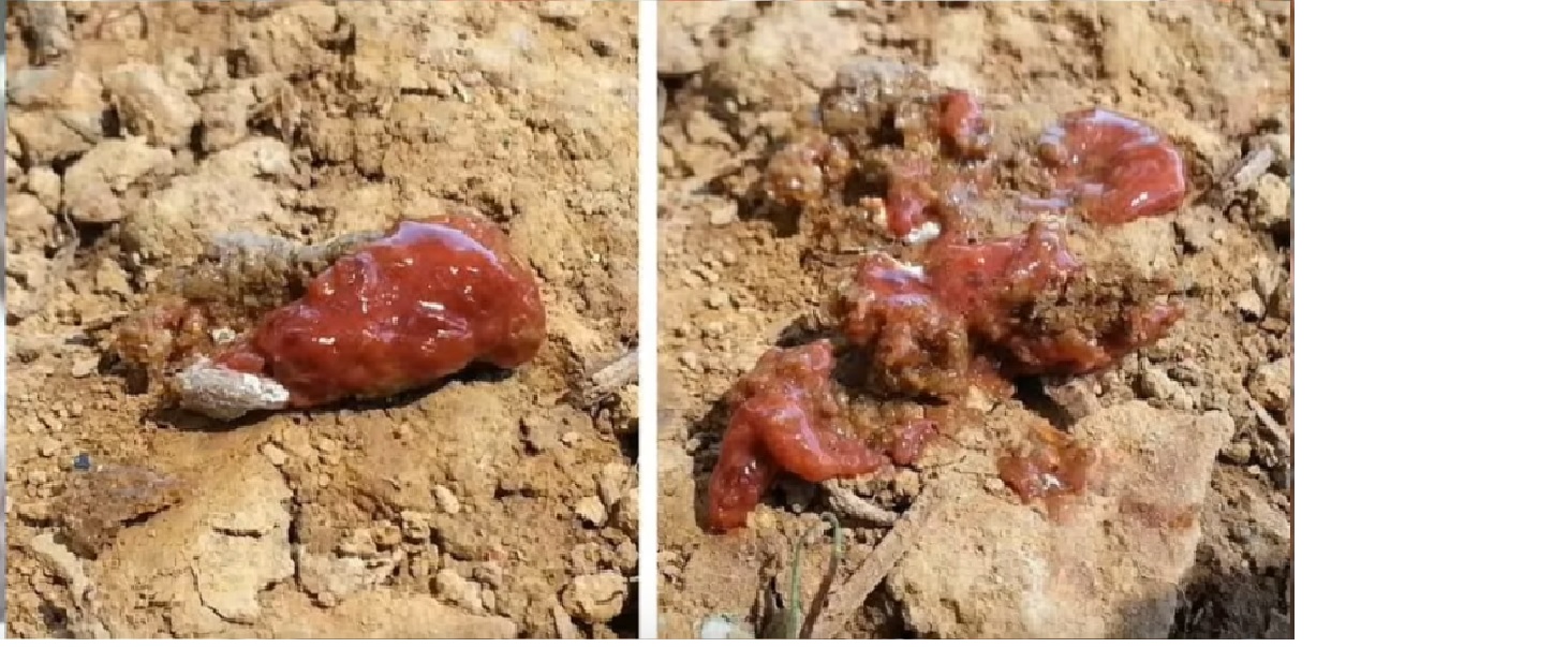 Organic treatment for abnormal chicken poop colour - FO-Video-Library
