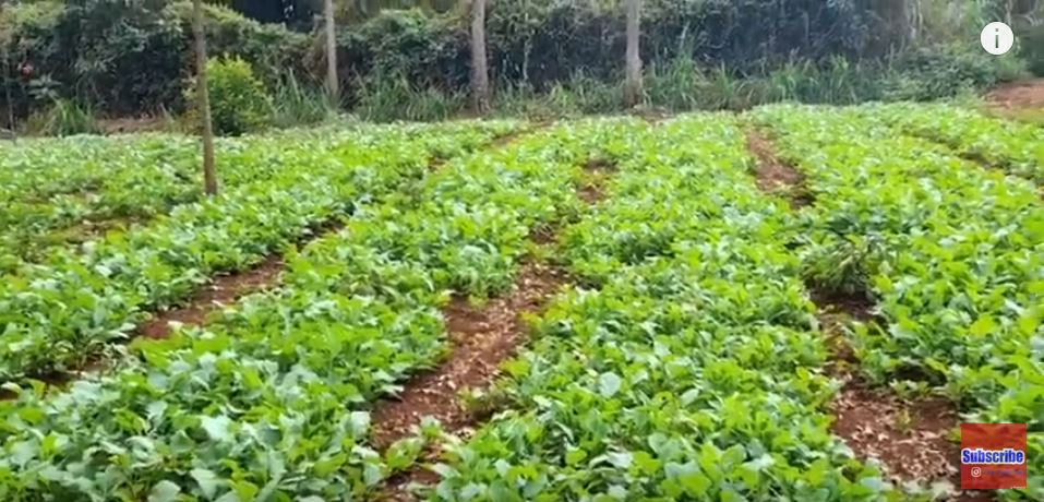make 10K EVERY month farming commercial KANZERA| farming in kenya ...