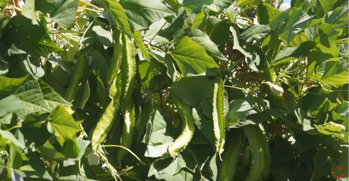 »How to grow winged beans« - FO-Video-Library