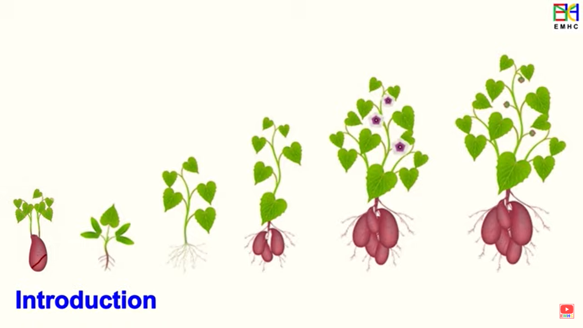 Sweet Potato Life Cycle 101, How to Grow What Make Health Food ...