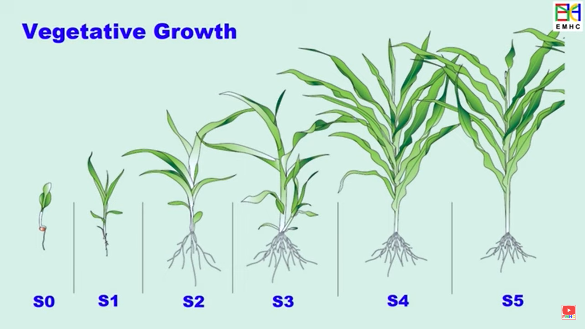 Sorghum Life Cycle 101, How to Grow What Make Best Health Food ...