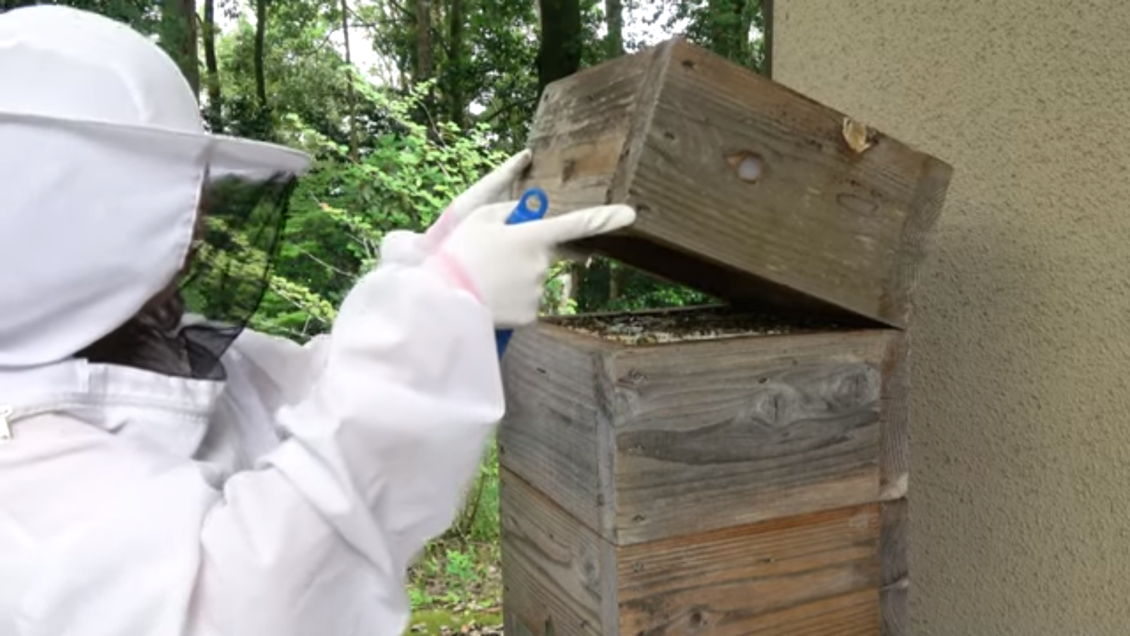Harvesting the most beautiful honeycomb from traditional Japanese ...