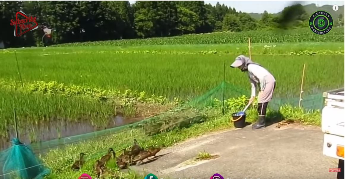»Integrated Rice Duck Farming | Sustainable Organic Farming System ...