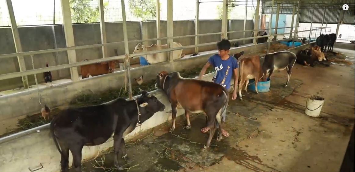»Using good micro-organisms in cattle farming (summary)« - FO-Video-Library
