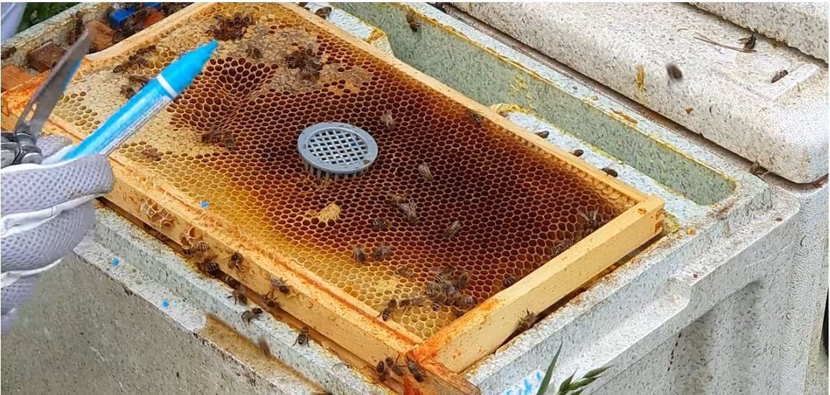 »How to Mark Queens – How to Mark a Queen – Marking Queen Bees – Should ...