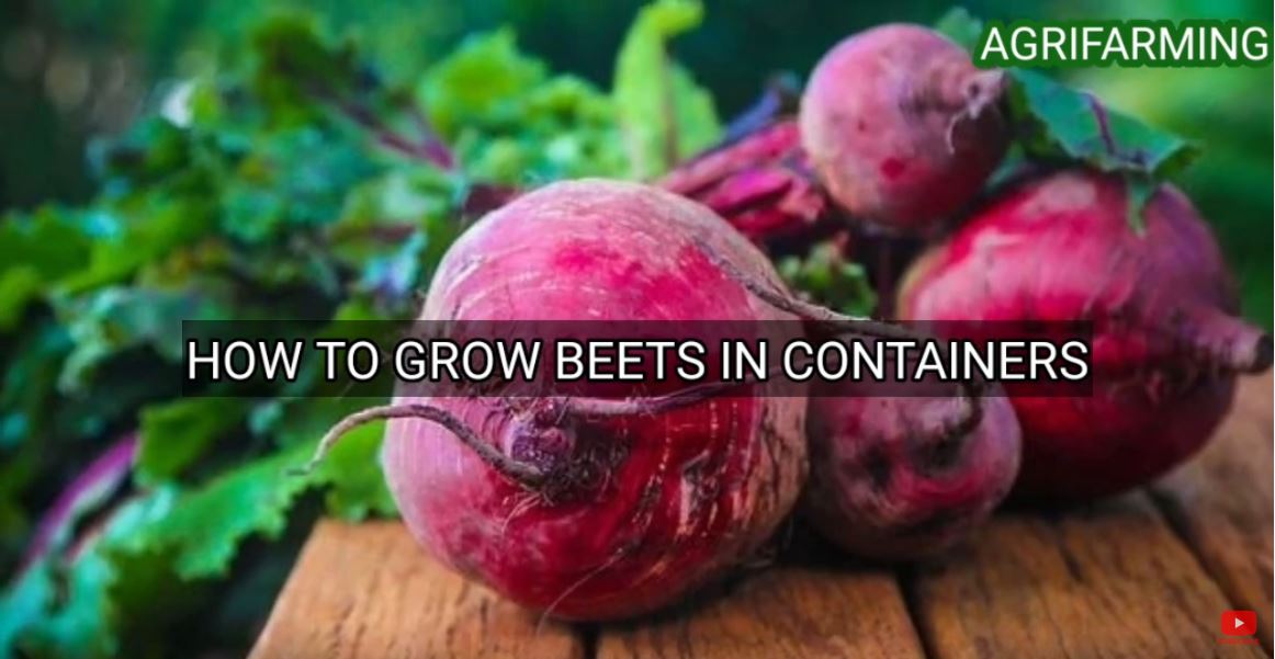 »How To Grow Beets In Containers« - FO-Video-Library