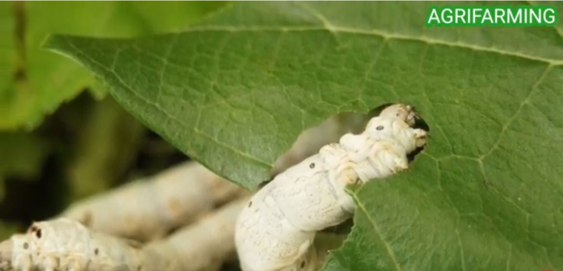 »Silkworm Rearing in India« - FO-Video-Library