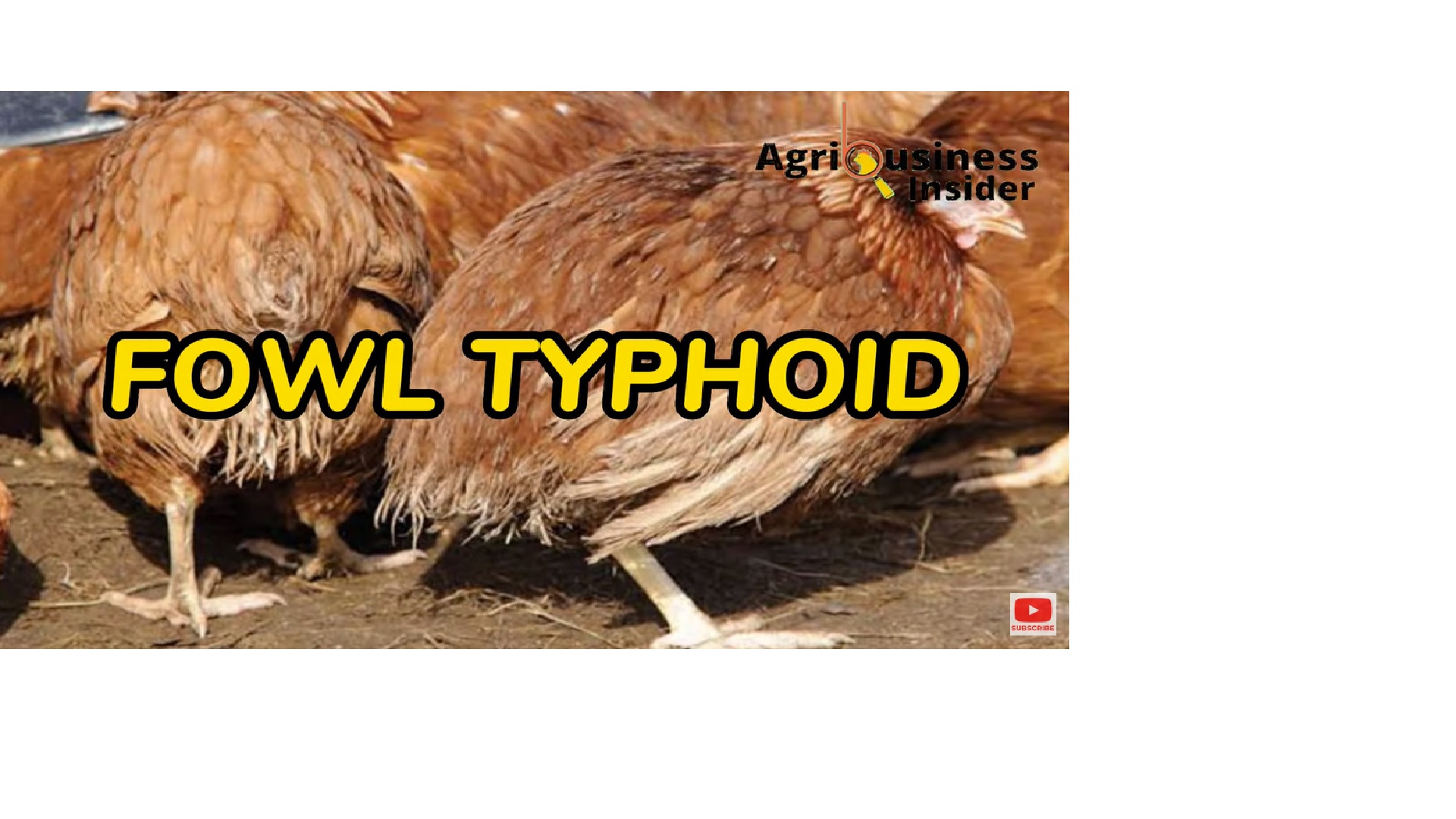 Fowl typhoid natural treatment remedies in chickens - FO-Video-Library