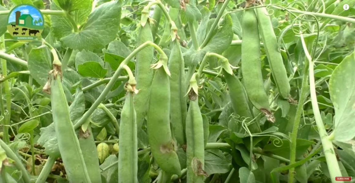 »How to Start Business Pea Farming – How to Grow Peas – Peas Farming ...