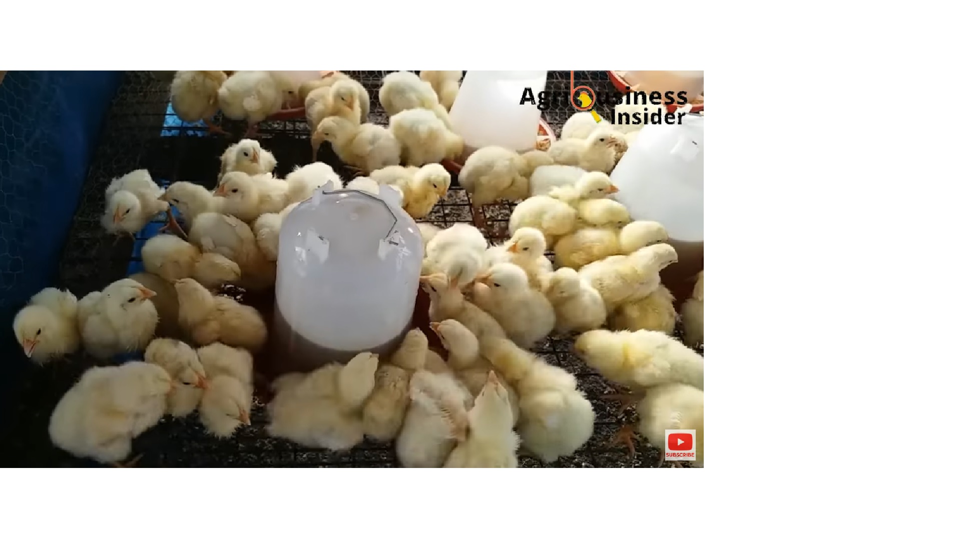 How to choose healthy chicks - FO-Video-Library