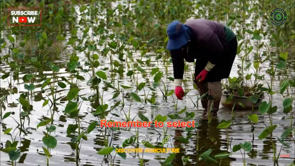 The Ultimate Guide to Taro Cultivation - FO-Video-Library