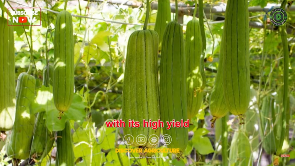 A Complete Luffa (Sponge Farming) Cultivation Guide - FO-Video-Library