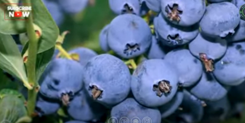 Blueberry Farming: Complete Blueberry Cultivation Guide - FO-Video-Library