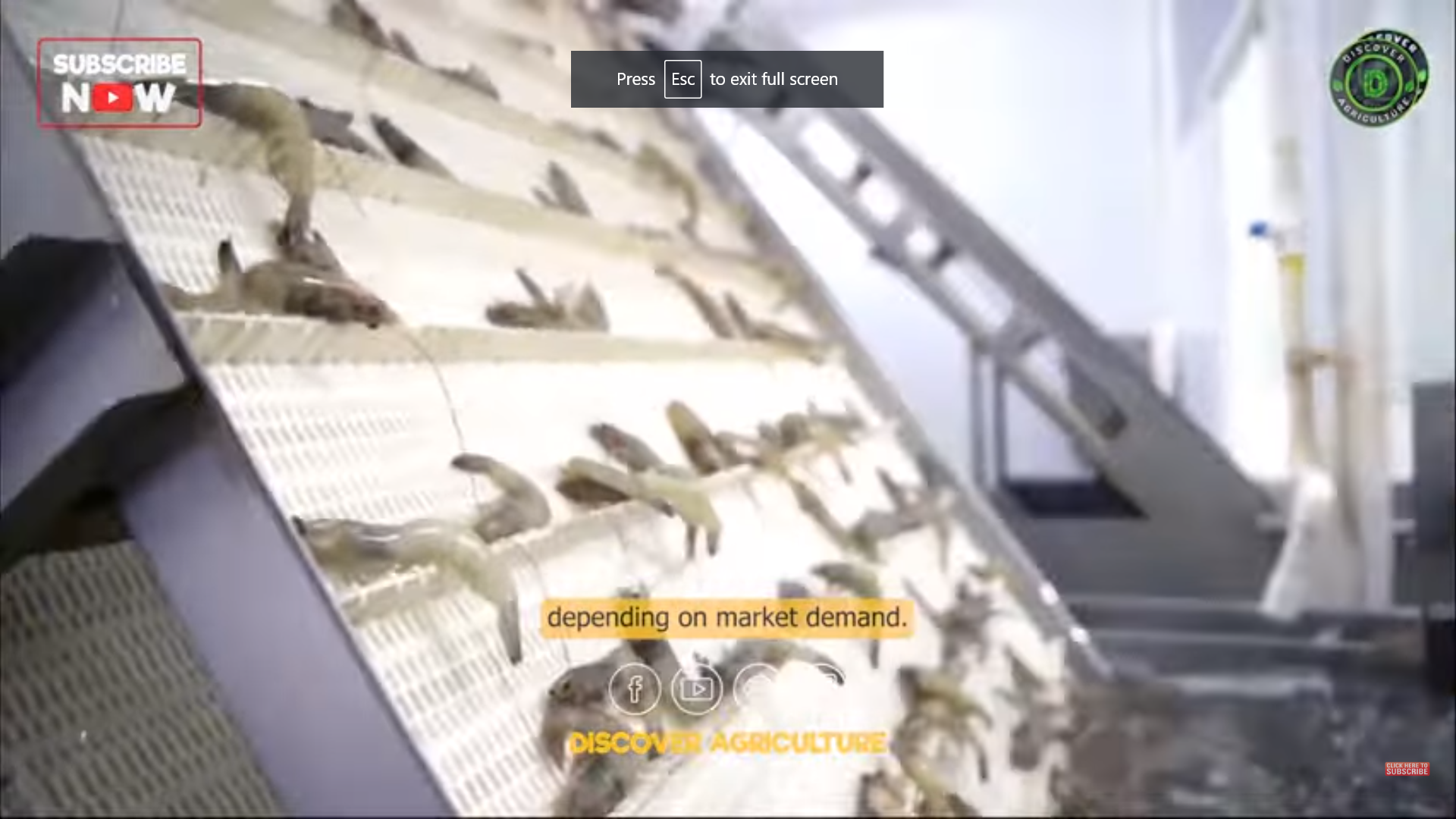 Shrimp Farming | How to start Prawn Farming Business - FO-Video-Library