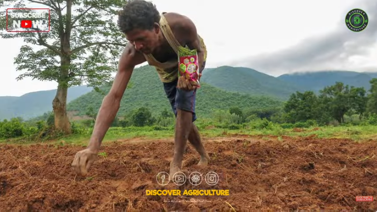 How to grow Shatavari (Asparagus racemosus) at home - FO-Video-Library