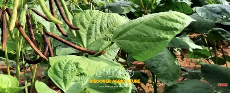 How to grow green gram plant at home - FO-Video-Library