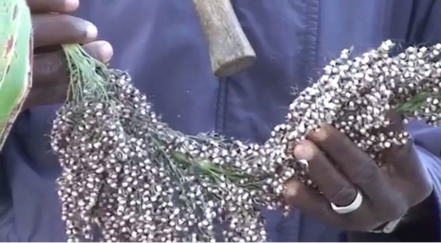 Sowing and thinning sorghum (Summary) - FO-Video-Library