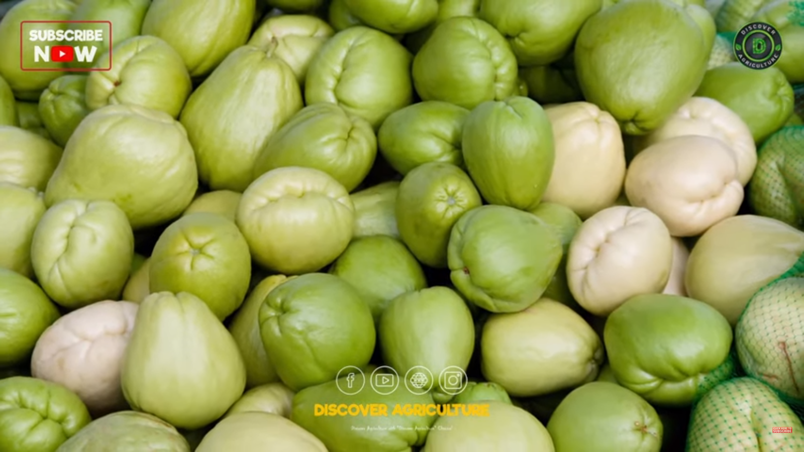 How to grow Chayote squash from Seed at Home - FO-Video-Library