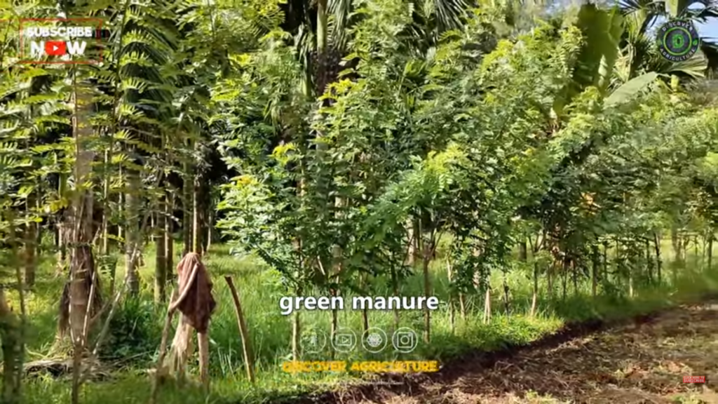 Gliricidia sepium Green Manure | Organic NPK Fertilizer/Manure - FO ...