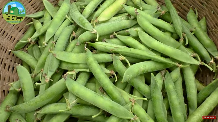 How to grow peas - FO-Video-Library