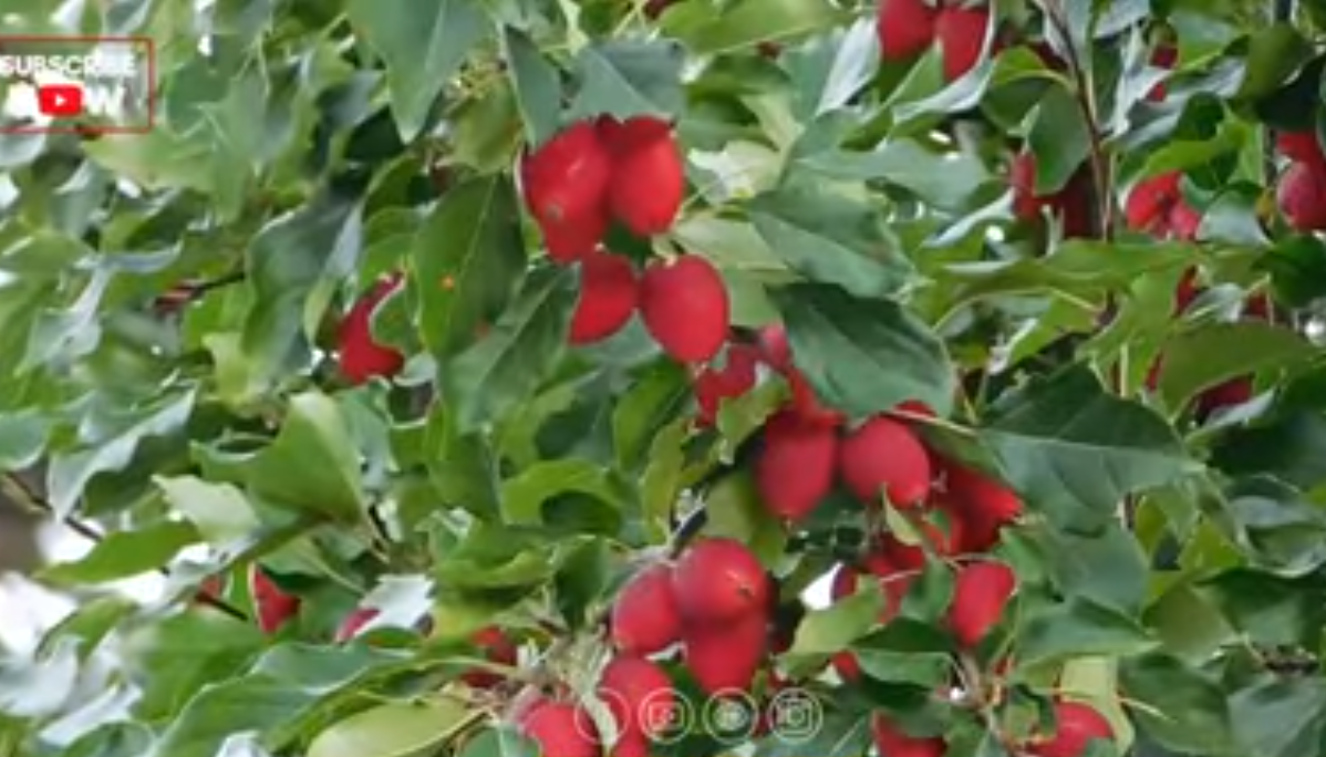 Miracle Fruit Farming | How to grow Miracle Berry at Home - FO-Video ...