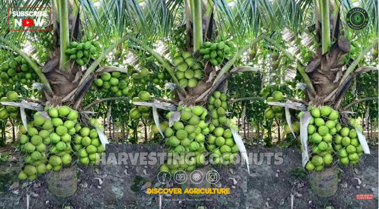 Coconut tree farming using sustainable organic agriculture - FO-Video ...