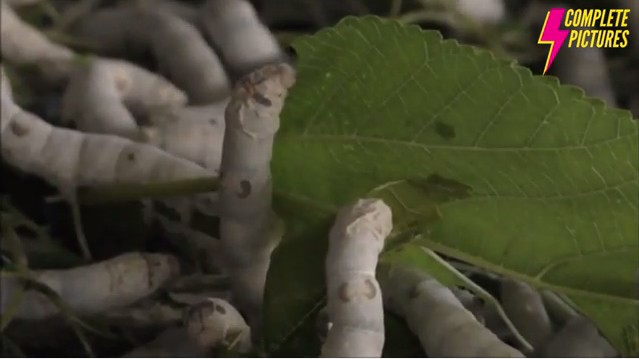Silk Worm farming and harvesting process – How is silk made in China ...