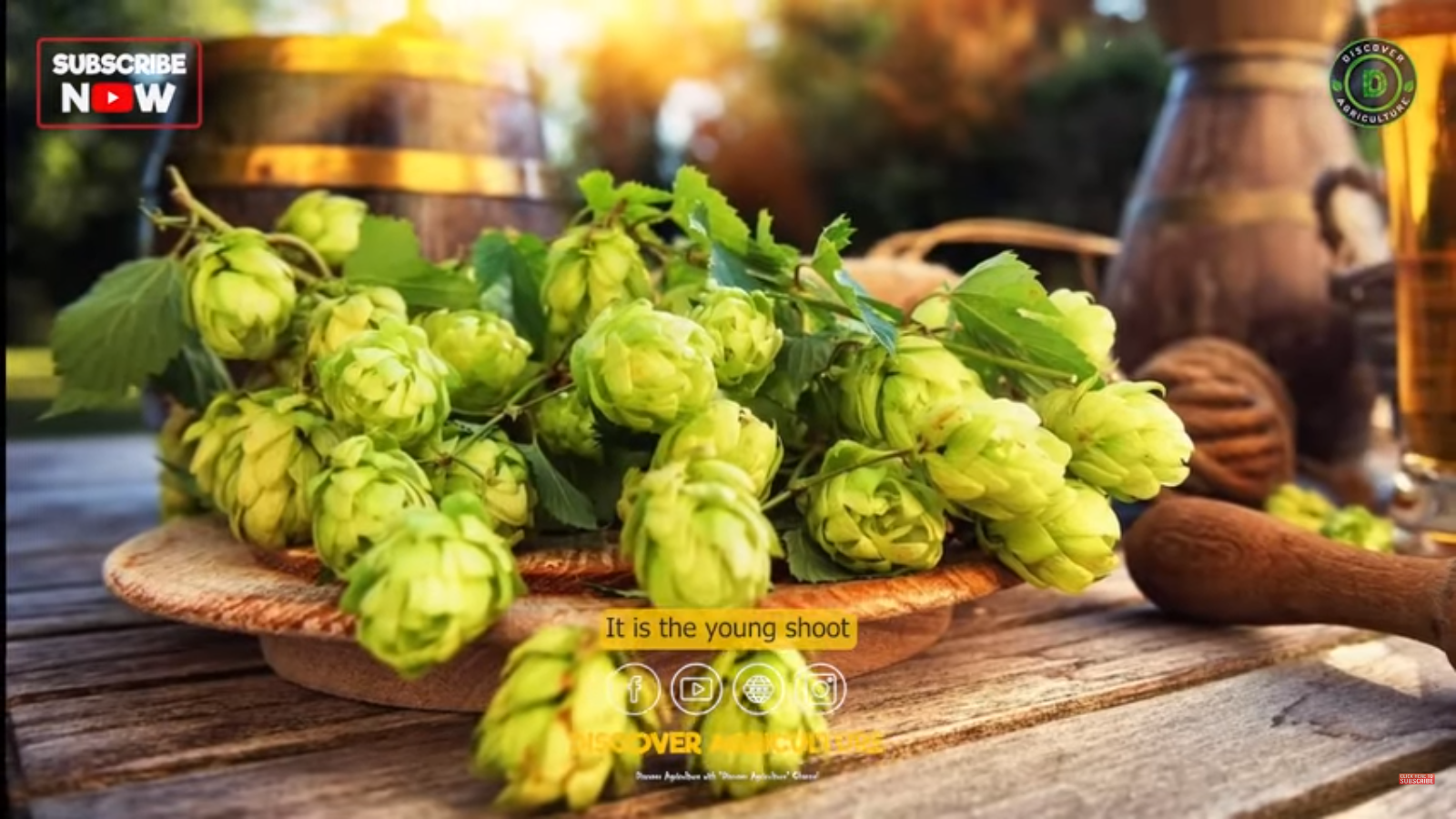 Discover the World’s Most Expensive Vegetable: Hop Shoots | Farming ...
