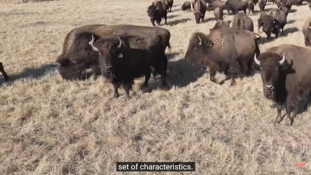 Buffalo Farming Guide: Tips for Successful Commercial Dairy and Meat ...