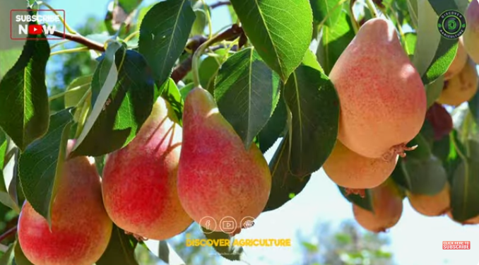 The Complete Guide to pear fruit farming - FO-Video-Library
